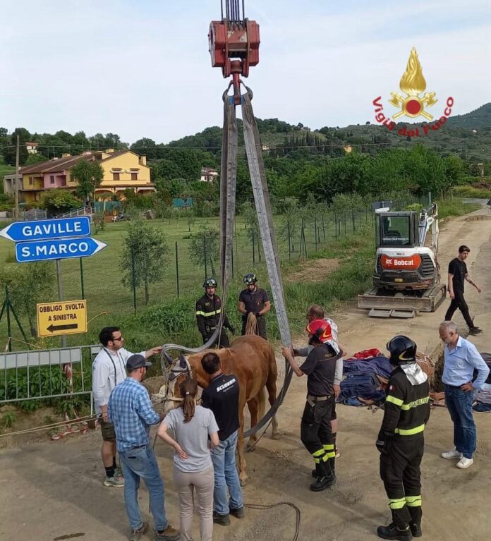 Cavallo finisce in una buca: recuperato con la gru dai Vigili del Fuoco ...